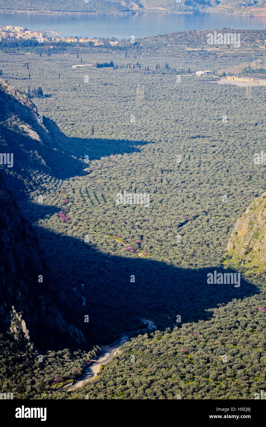 Olive trees greece delphi hi-res stock photography and images - Alamy