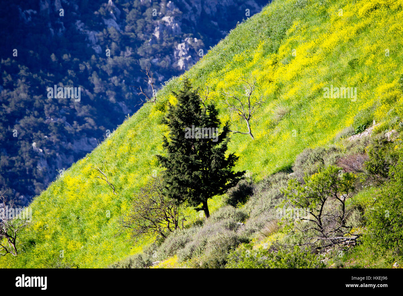 Spring at Delphi Greece Stock Photo - Alamy