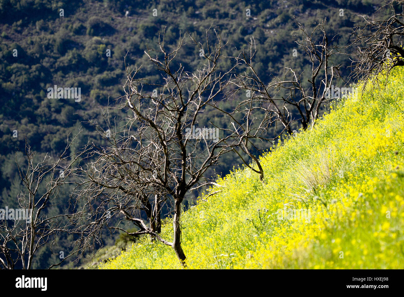 Spring at Delphi Greece Stock Photo - Alamy