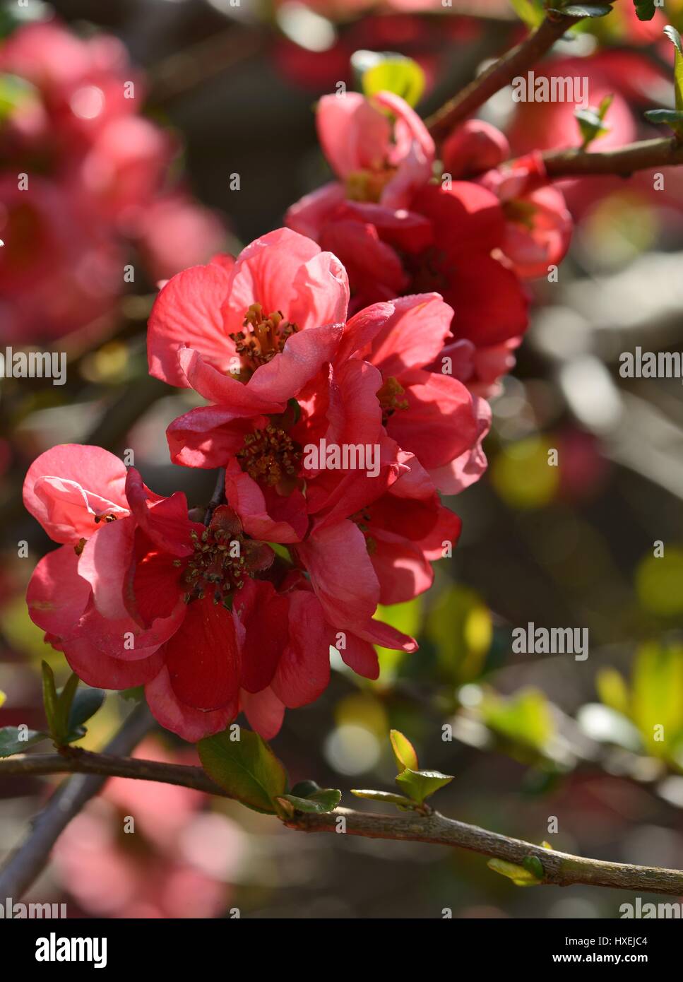 Quince blossom hi-res stock photography and images - Alamy