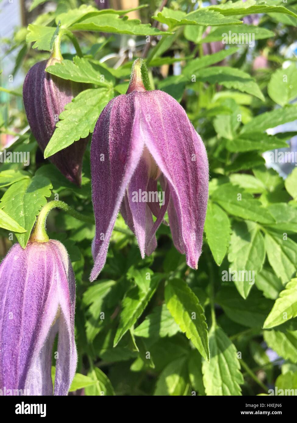 Bell shaped clematis hi-res stock photography and images - Alamy