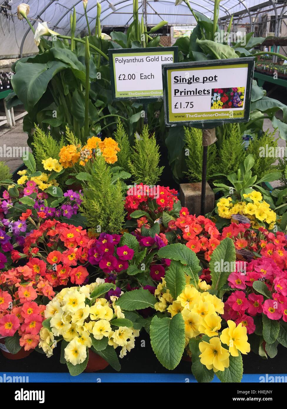 Garden Centre, Colourful spring flowers, display of pot plants for sale ...