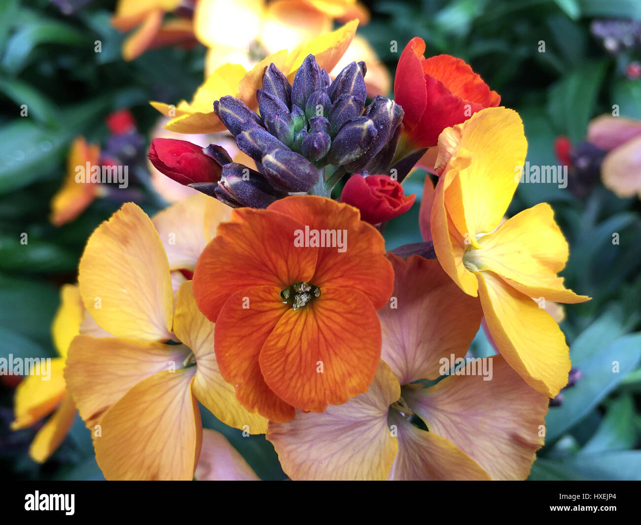 Wallflower Erysimum, Rysi copper Stock Photo - Alamy