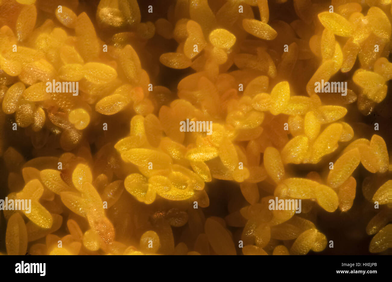 Powdery yellow hi-res stock photography and images - Alamy