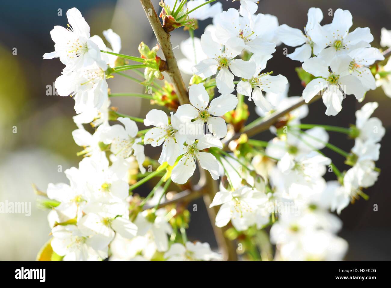 Spring is coming, blossom tree Stock Photo - Alamy