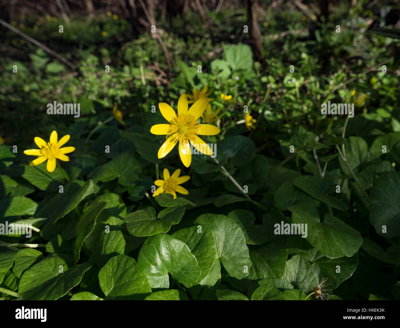 Verna bloom hi-res stock photography and images - Alamy