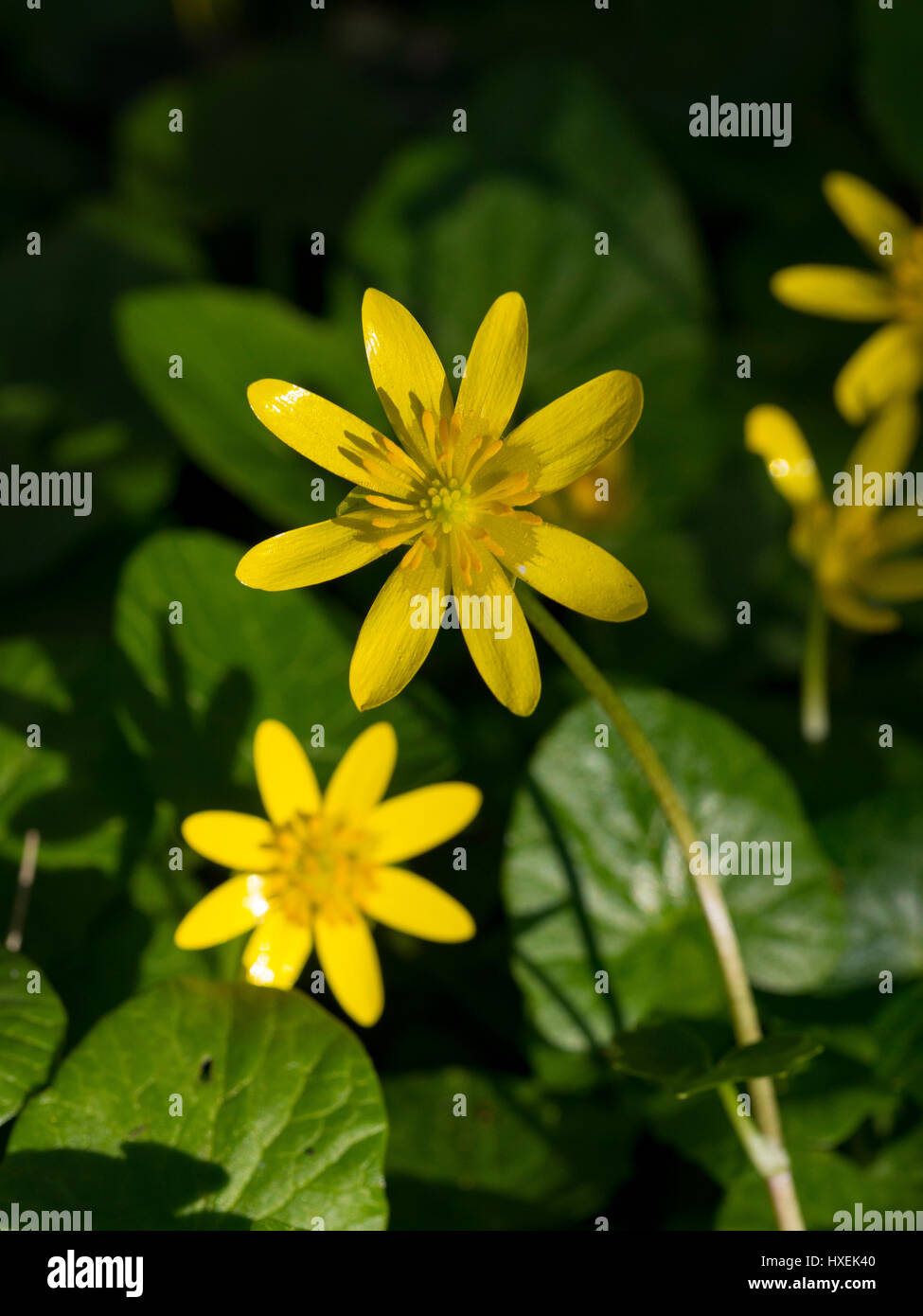 Ficaria verna in flower at the beginning of the printemp Stock Photo ...