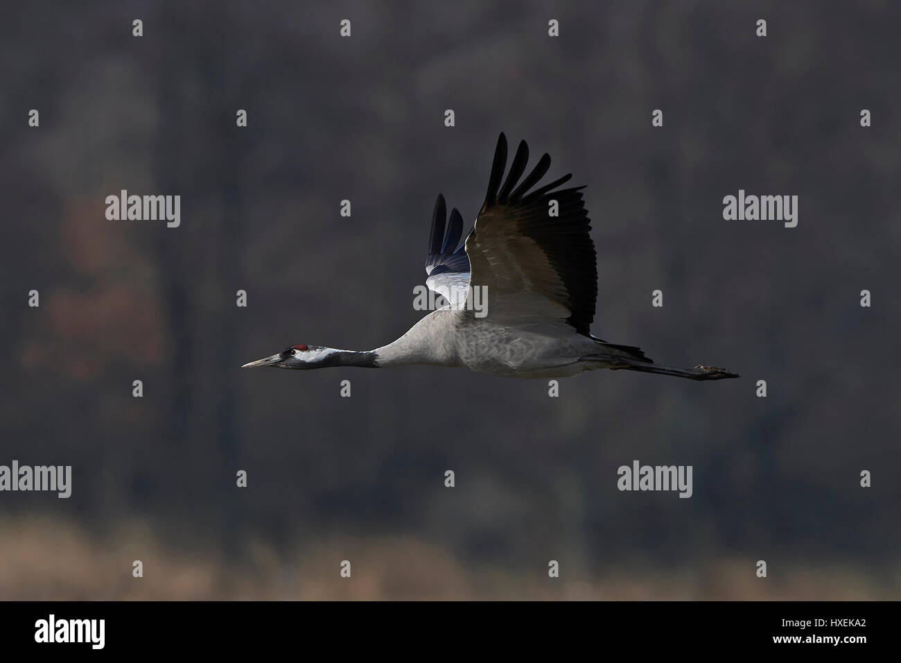 Common crane in flight with vegetation in the background Stock Photo ...