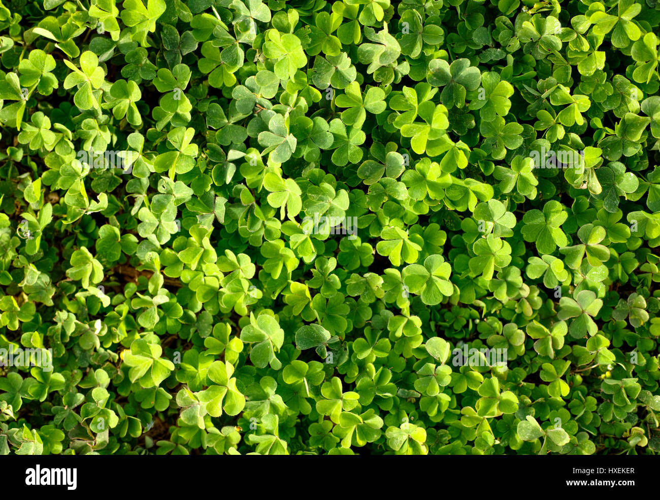 Frame clover field grass hi-res stock photography and images - Alamy