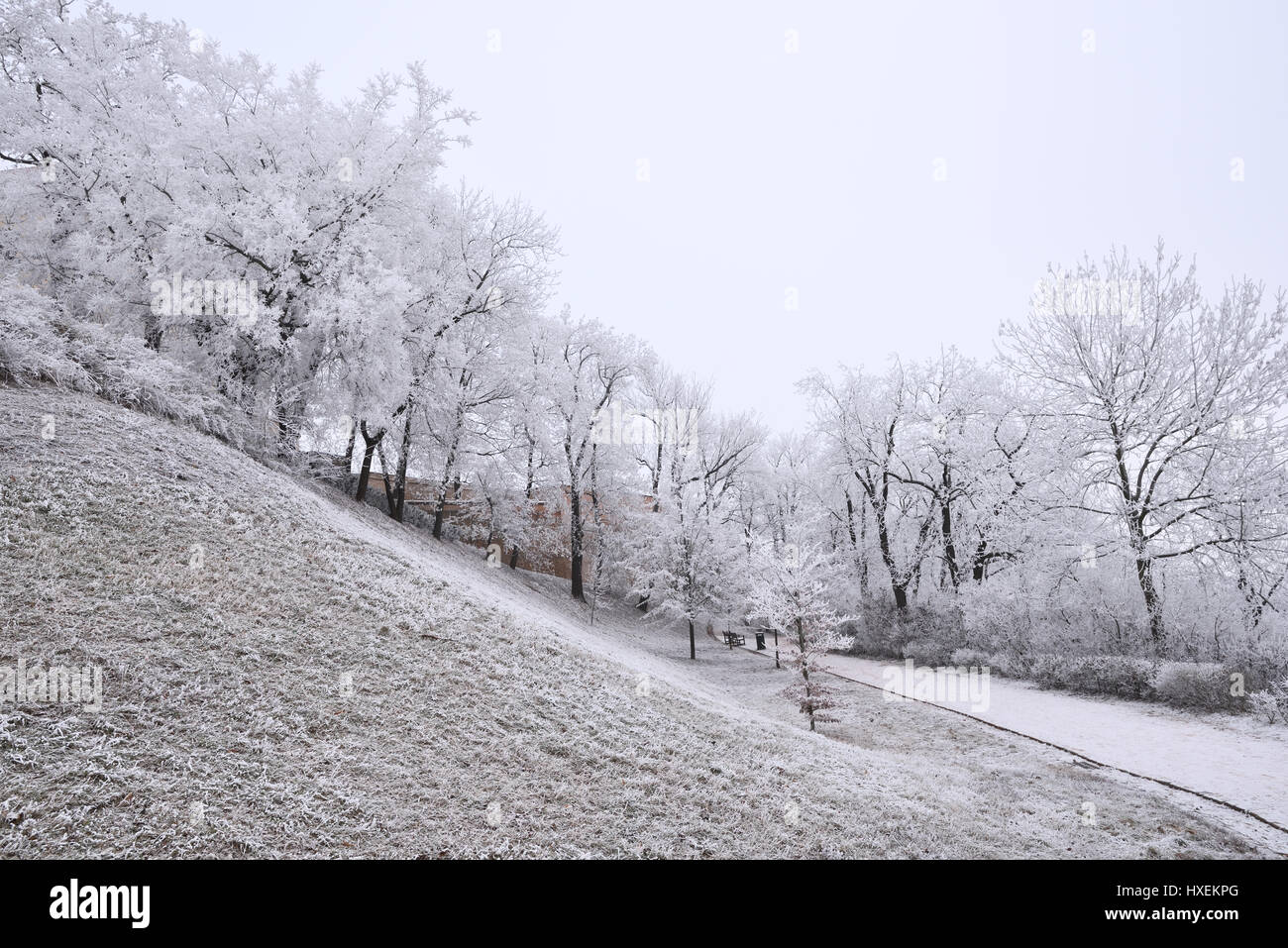 Winter park trees covered in rime Stock Photo - Alamy