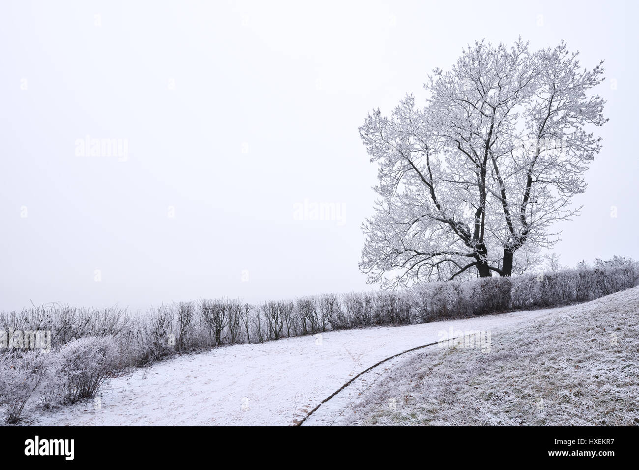 Single tree covered in rime and empty pale winter sky Stock Photo - Alamy