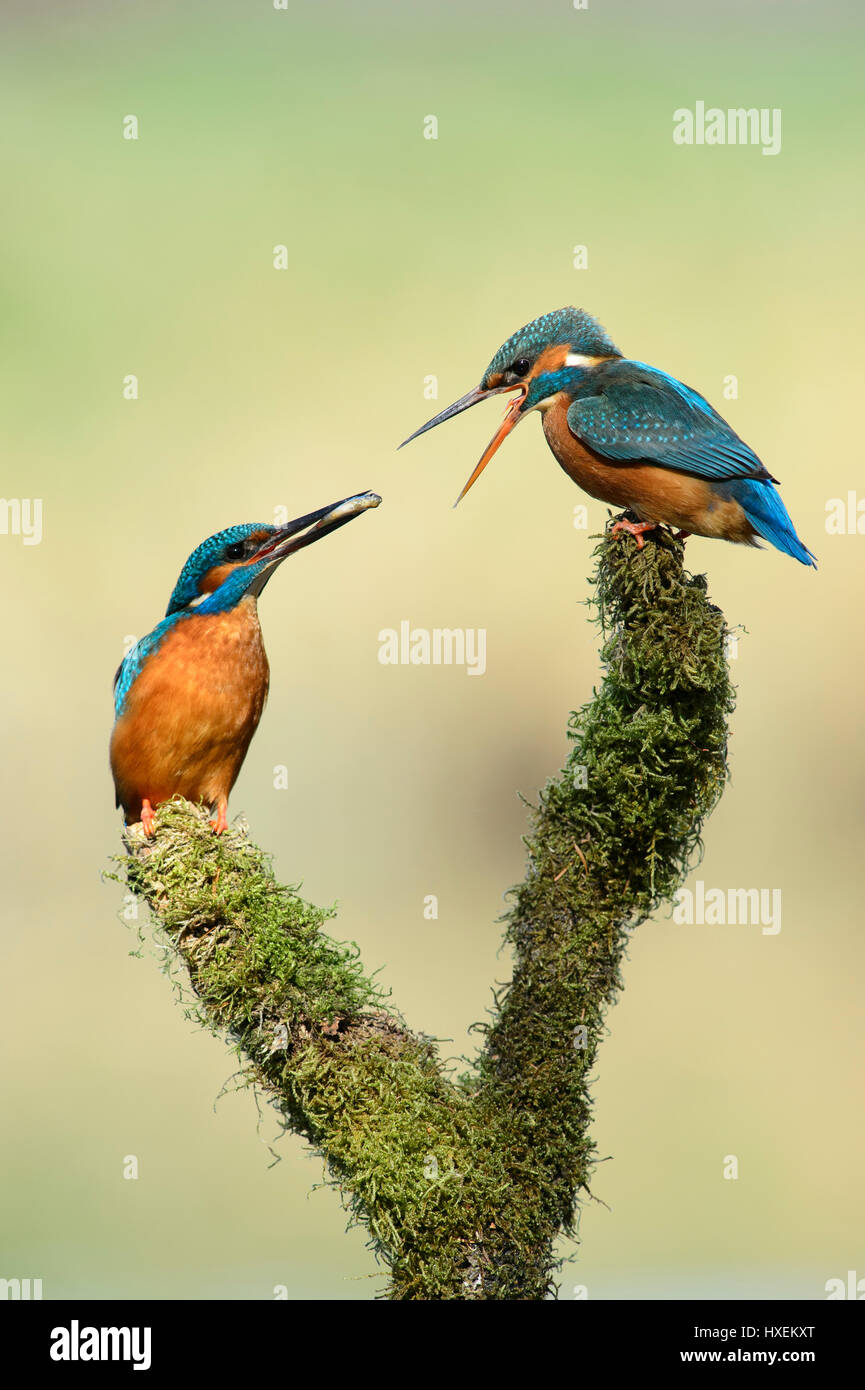 Courtship behaviour of a couple of Kingfishers, the male presenting a ...