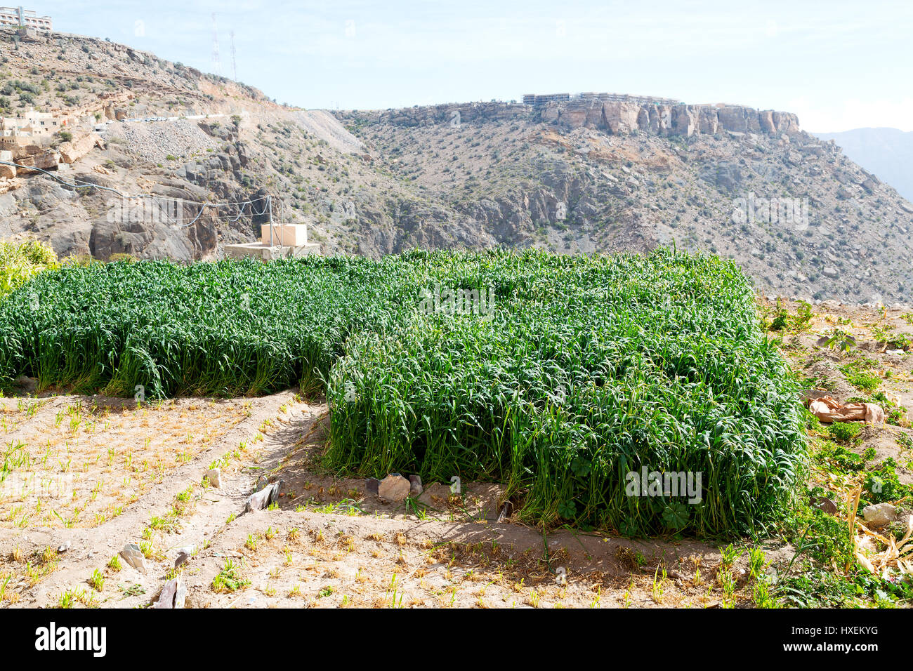 nature and color in oman the cultivation of rice plant hill Stock Photo ...