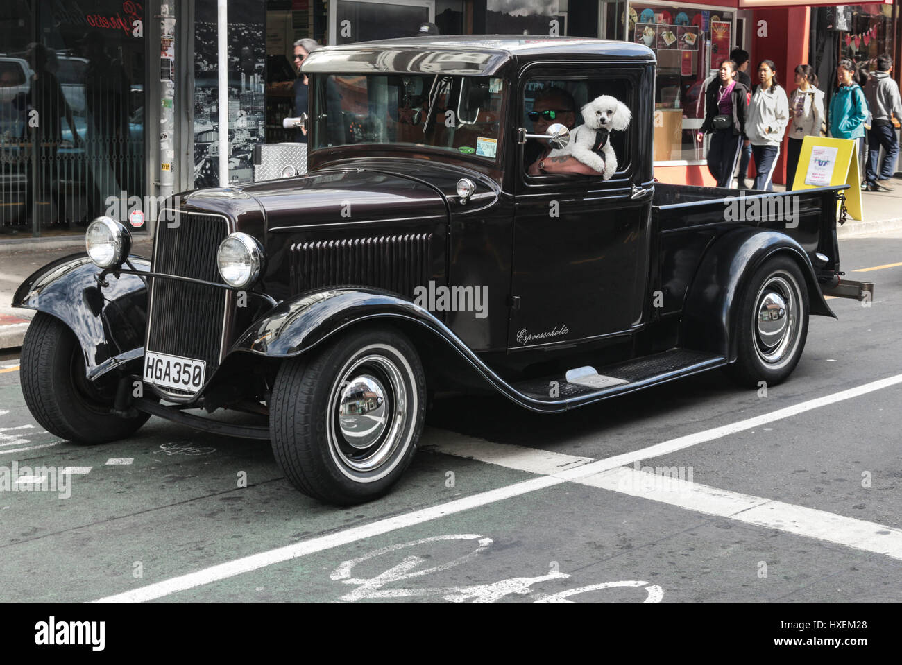 A poodle dog pokes her head out of a vintage car window Stock Photo - Alamy