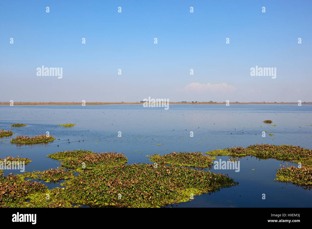 water hyacinth and bird life at harike wetlands nature reserve in ...