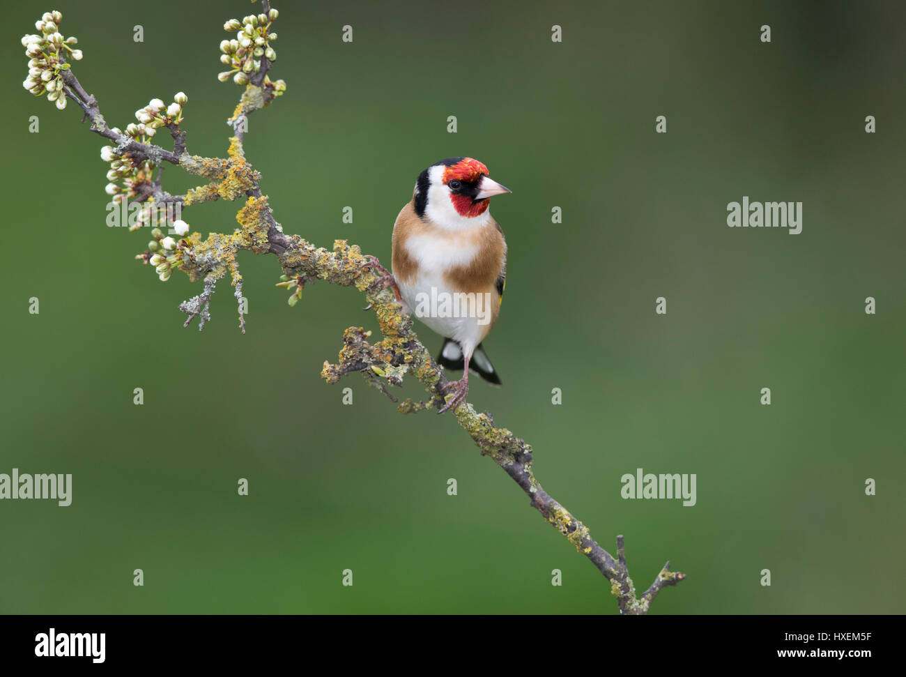 Goldfinch on branch with spring flowers hi-res stock photography and ...