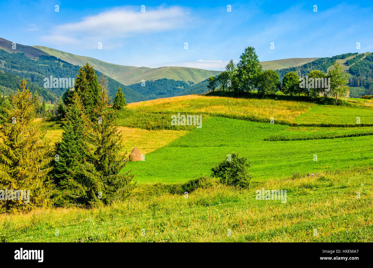 forest in mountain rural area. green agricultural field on a hillside ...