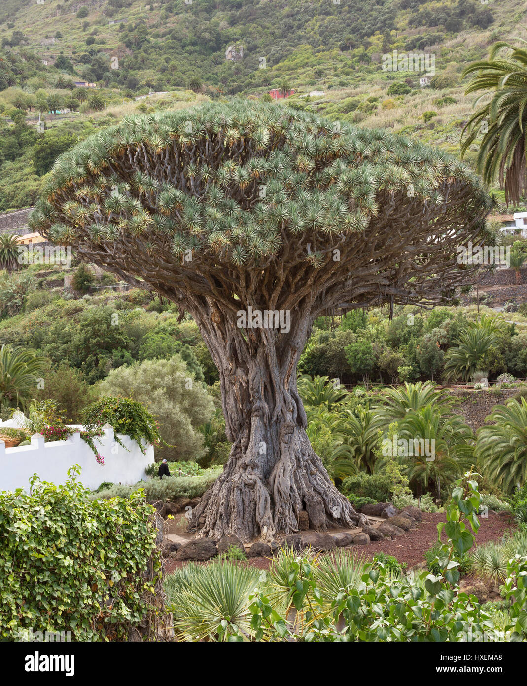 On Tenerife island dragon tree Stock Photo - Alamy