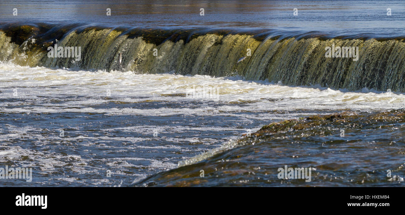 Fish jumping up in waterfall and going upstream for spawning, waterfall ...