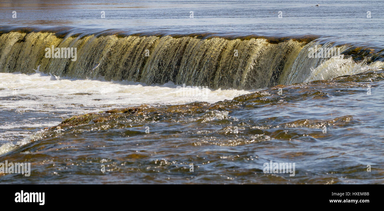 Fish jumping up in waterfall and going upstream for spawning Stock ...