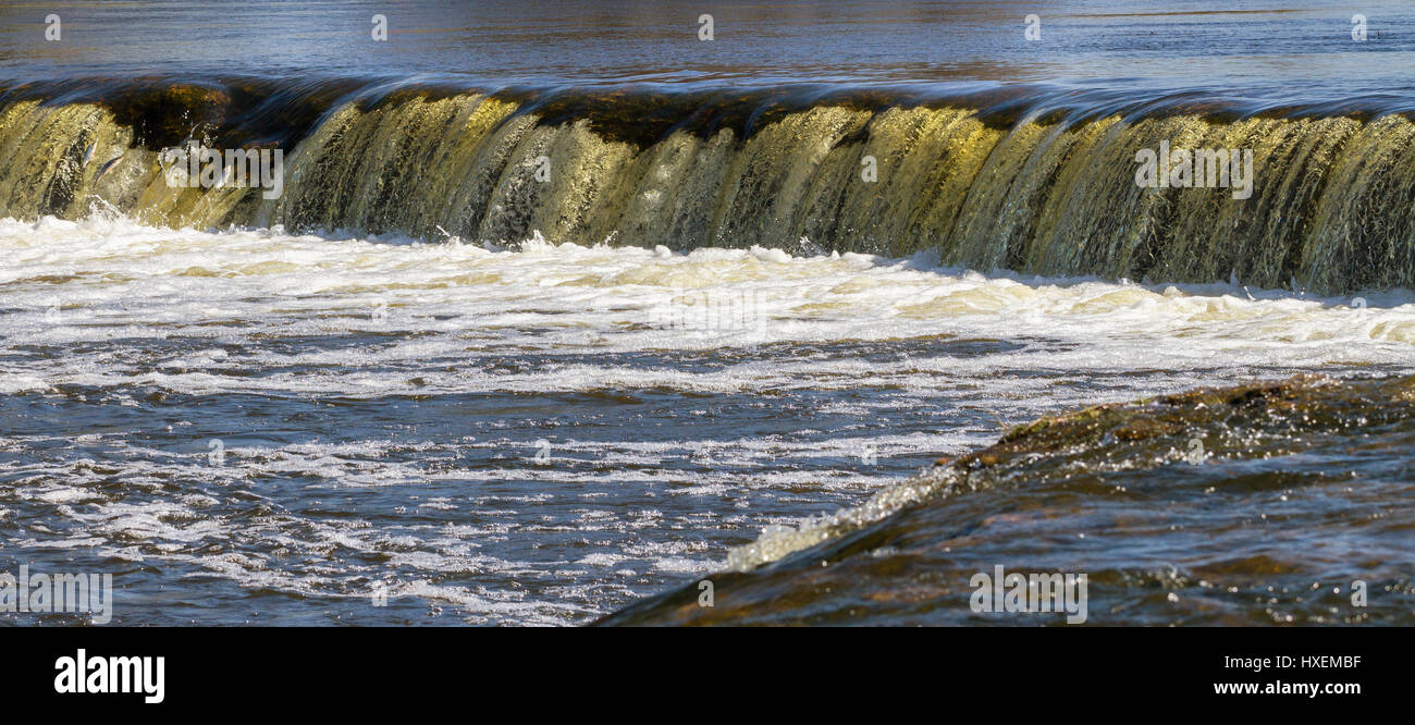 Fish jumping up in waterfall and going upstream for spawning Stock ...