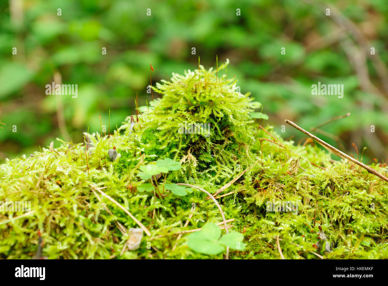 Mossy trunk in the green forest hi-res stock photography and images - Alamy