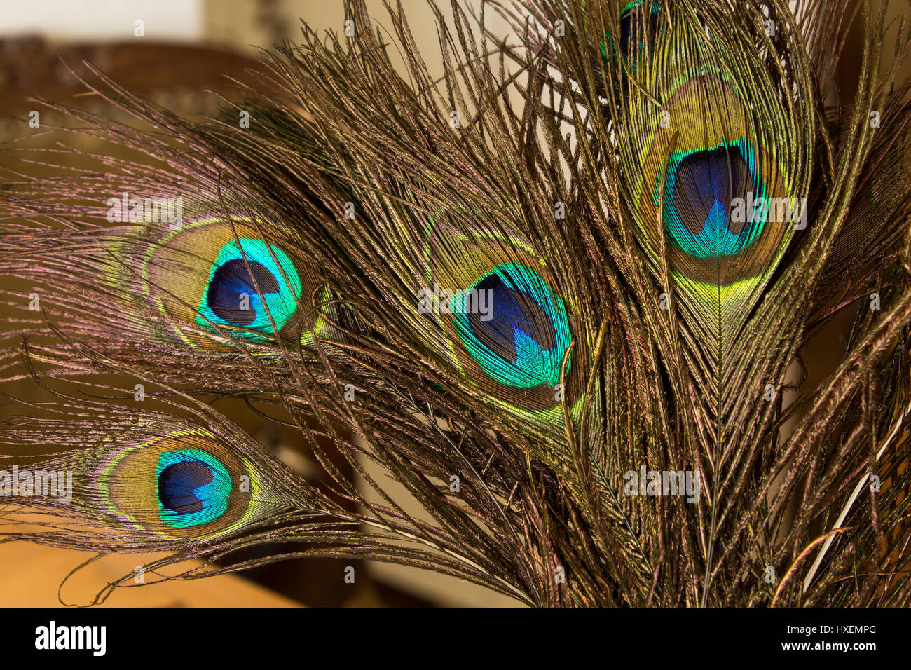 Peacock Feathers Close Up Stock Photo - Alamy