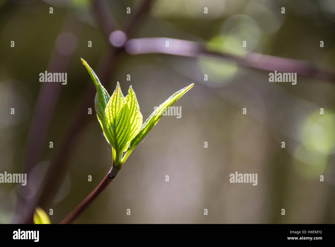 New tree growth in spring Stock Photo - Alamy