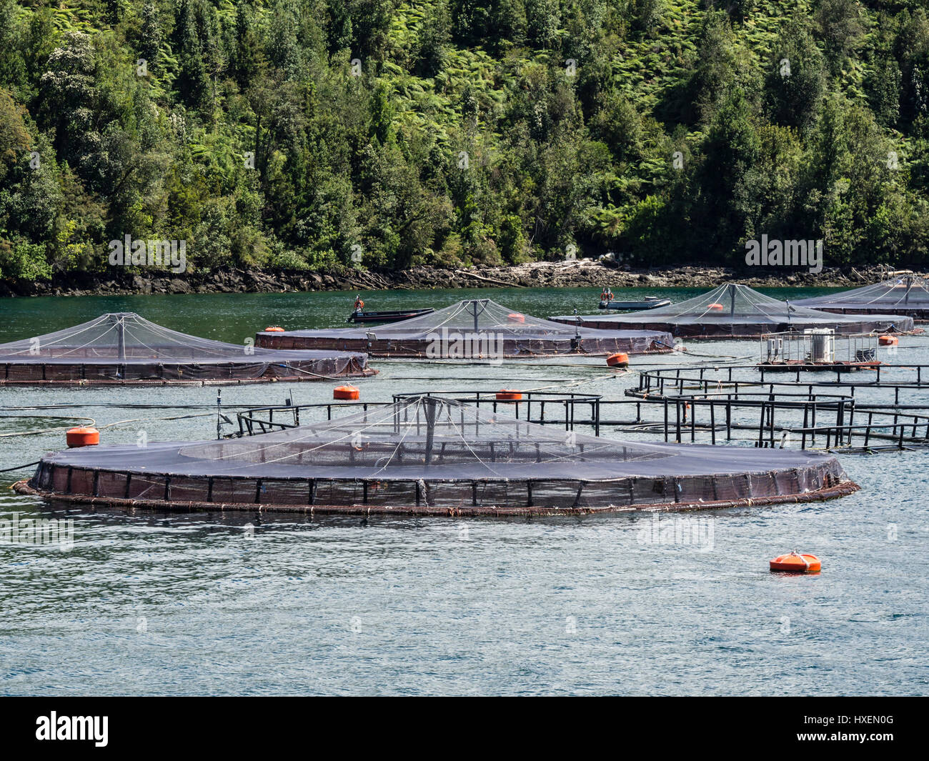 Fish farm, salmon, aquaculture in the fjord, seen from ferry to ...
