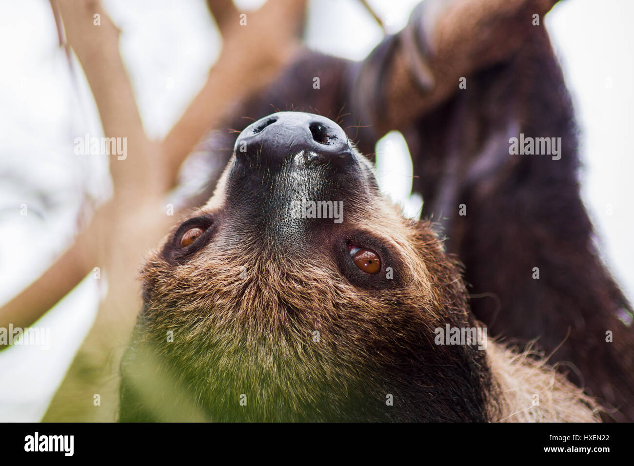 Sloth close up close up hi-res stock photography and images - Alamy