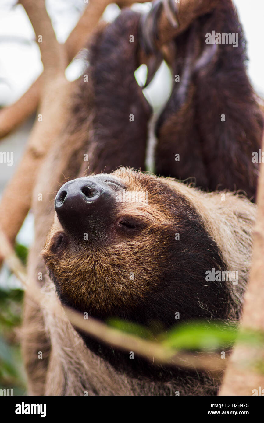 Up close & personal with a sloth hanging upside down Stock Photo - Alamy