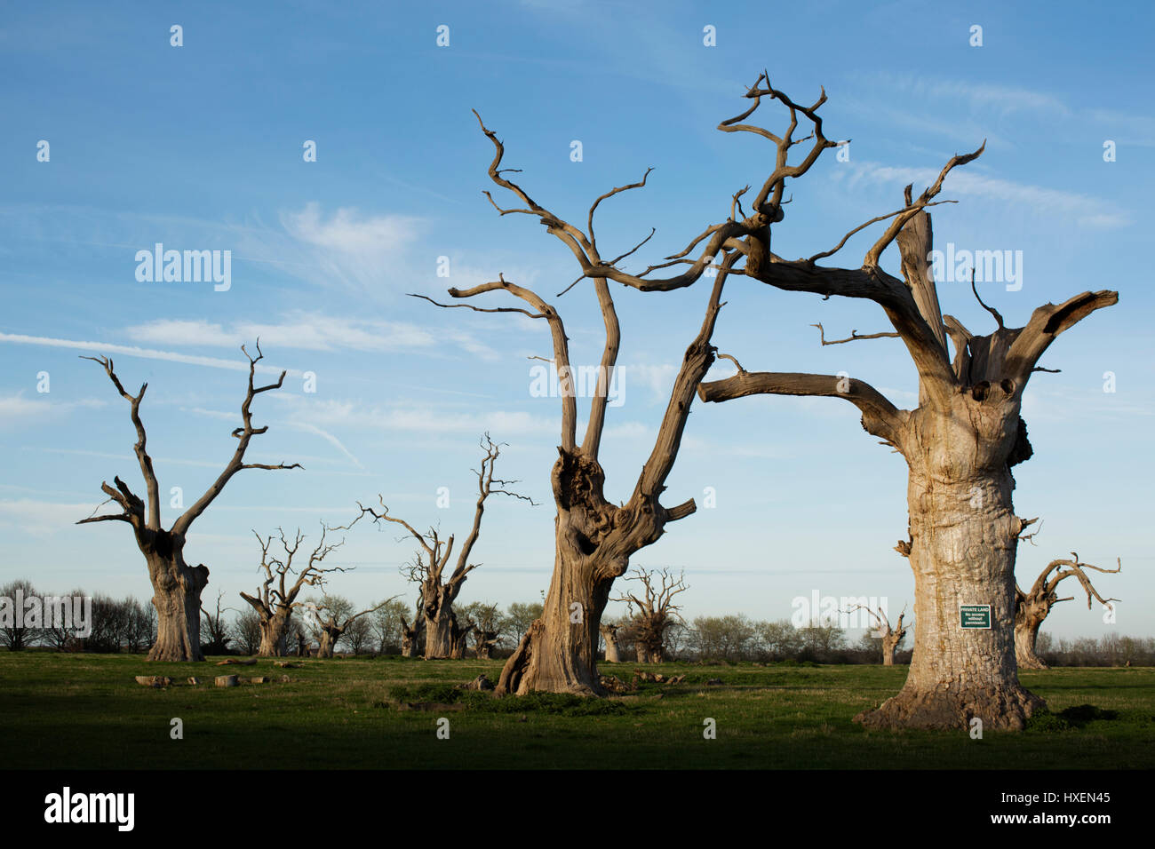 The Furze in Essex. Trees without leaves Stock Photo - Alamy