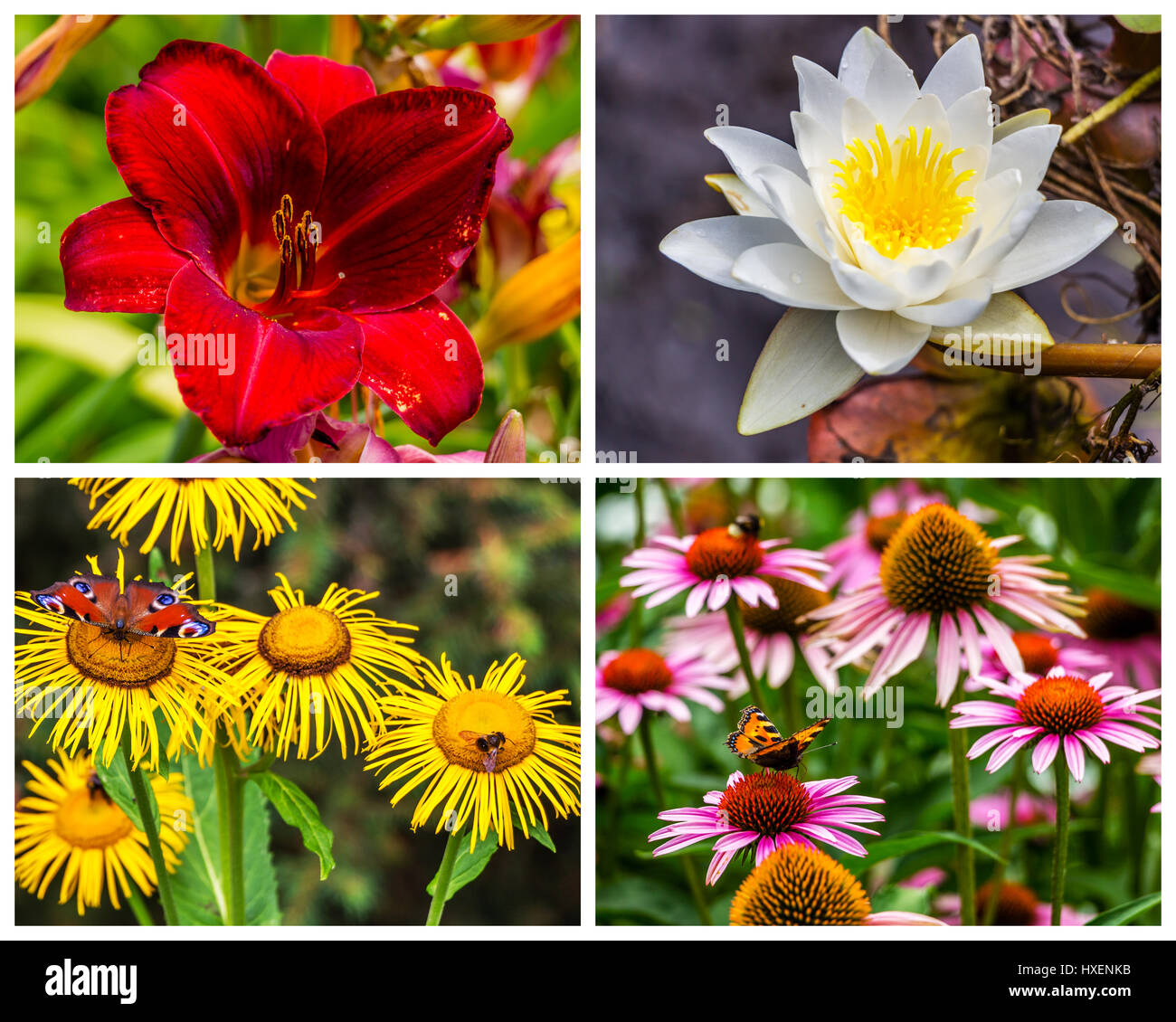 Collage of flowers hi-res stock photography and images - Alamy