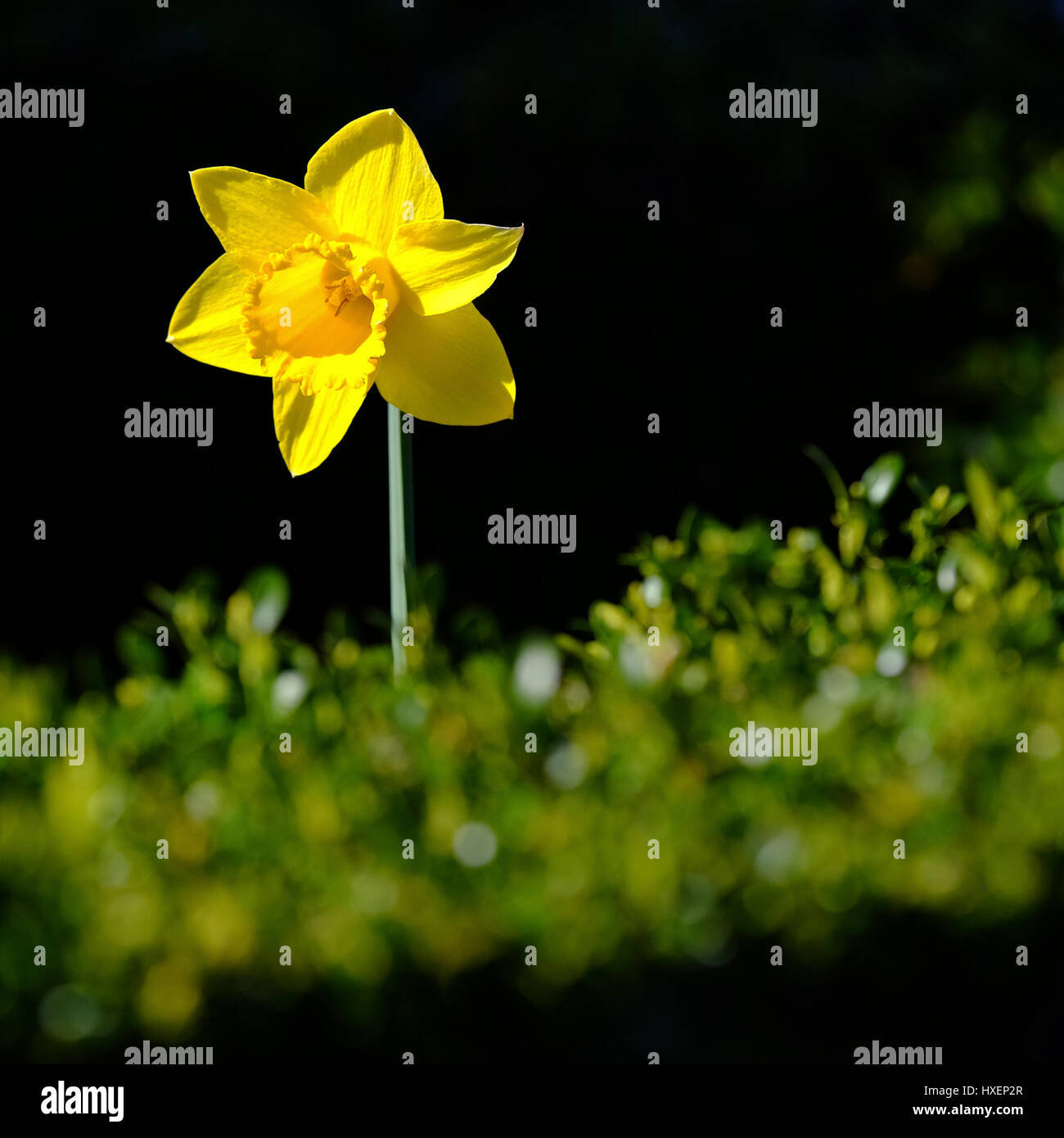 A single yellow daffodil (Narcissus pseudonarcissus) flower in a ...