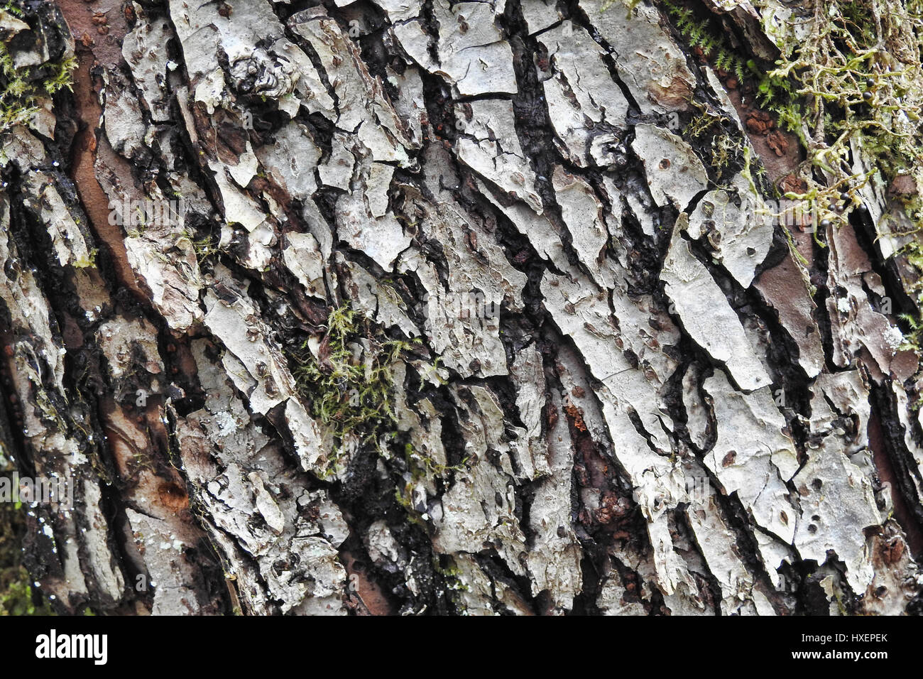 cracked bark texture in full frame with lichen Stock Photo - Alamy