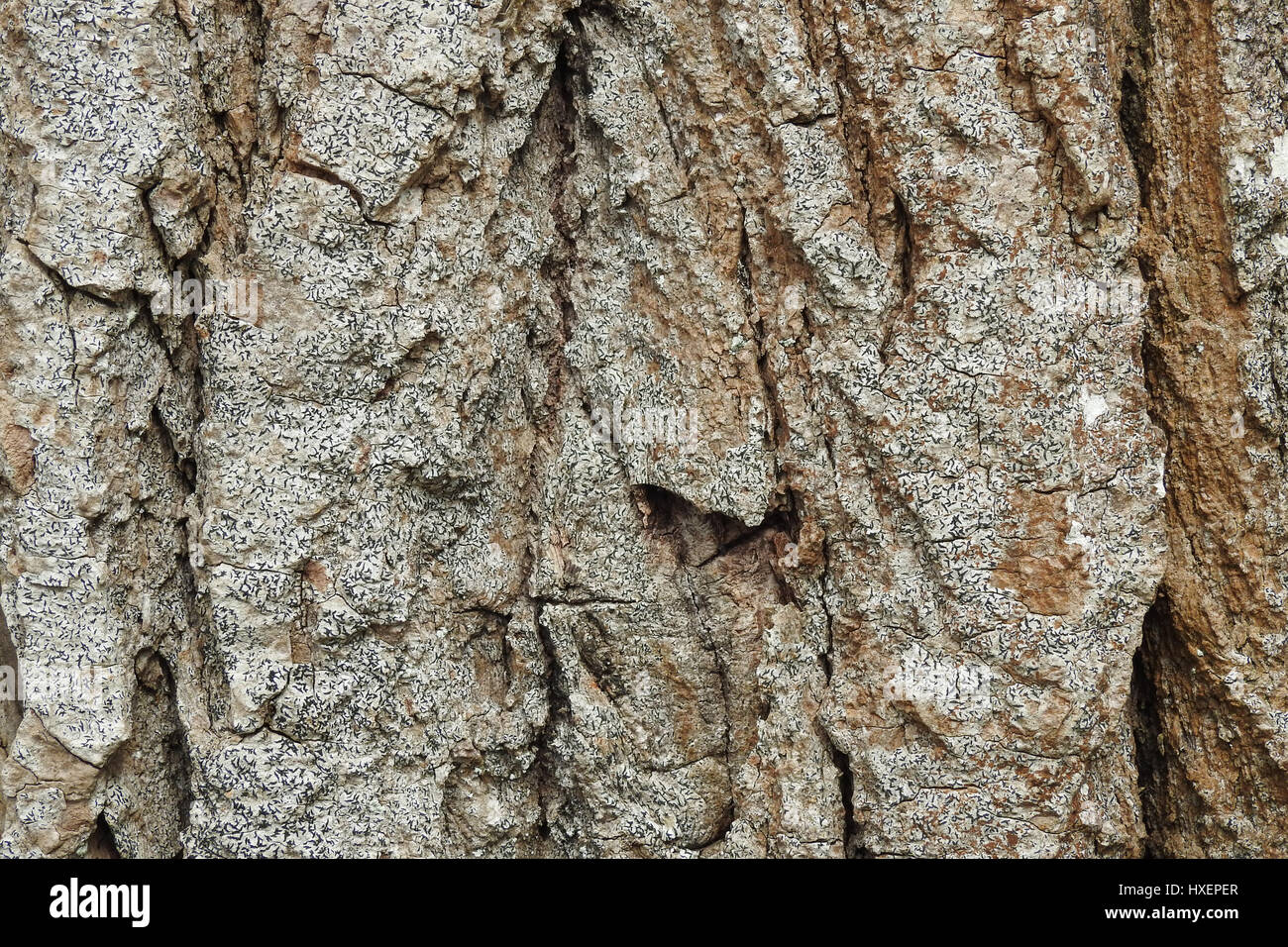 deep grooved full frame bark texture Stock Photo - Alamy