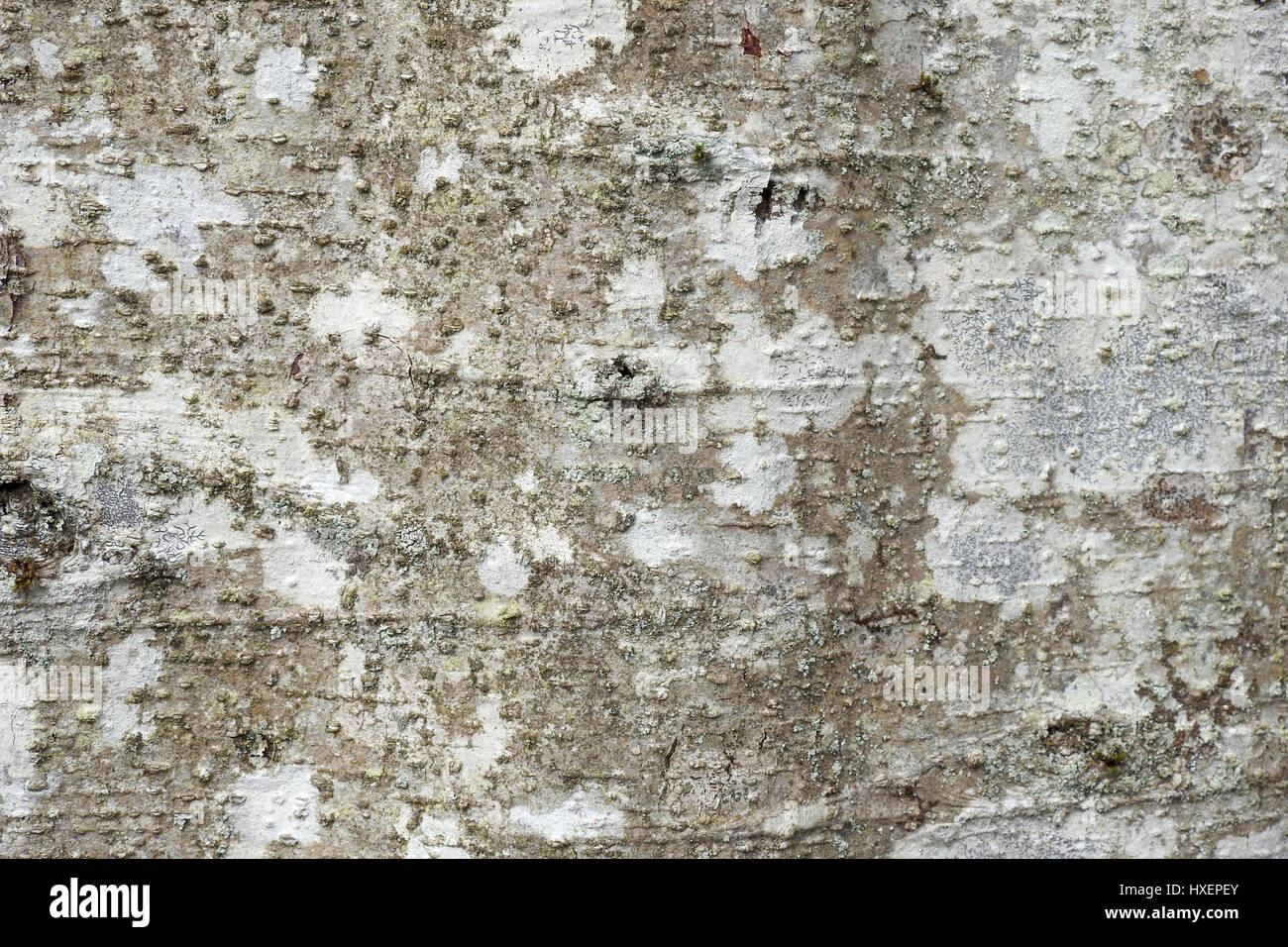 textured & patterned white bark close up detailed Stock Photo - Alamy