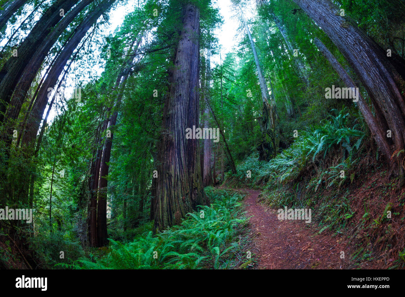 Sequoia gigantea hi-res stock photography and images - Alamy