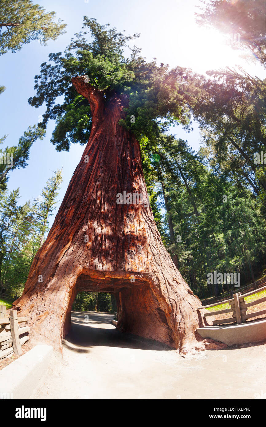Huge old sequoia tree with tunnel in the Redwood National and State ...