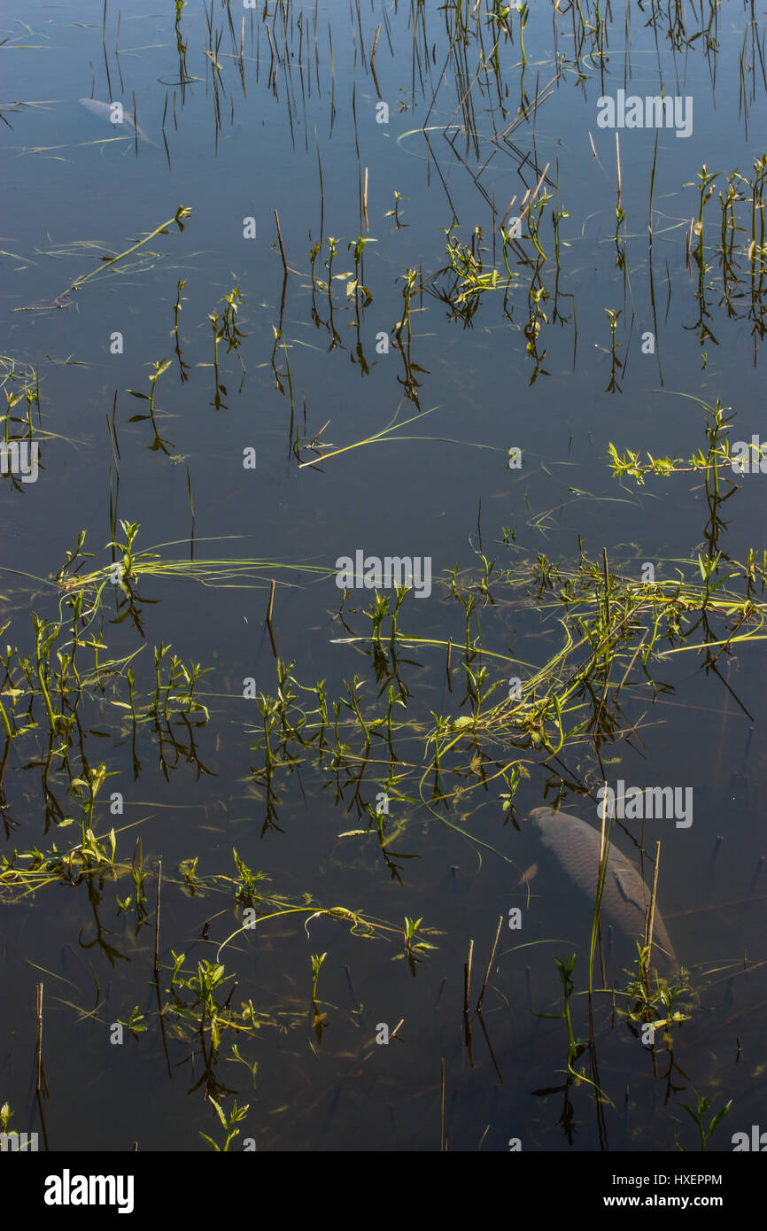 fish in a pound Stock Photo - Alamy