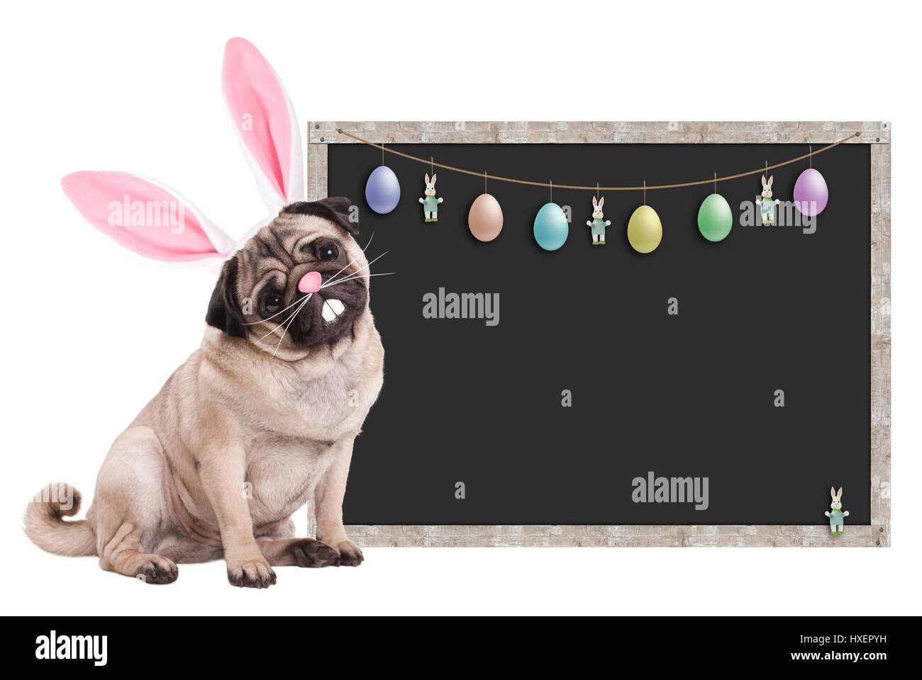 cute pug puppy dog with bunny ears diadem sitting next to blank ...