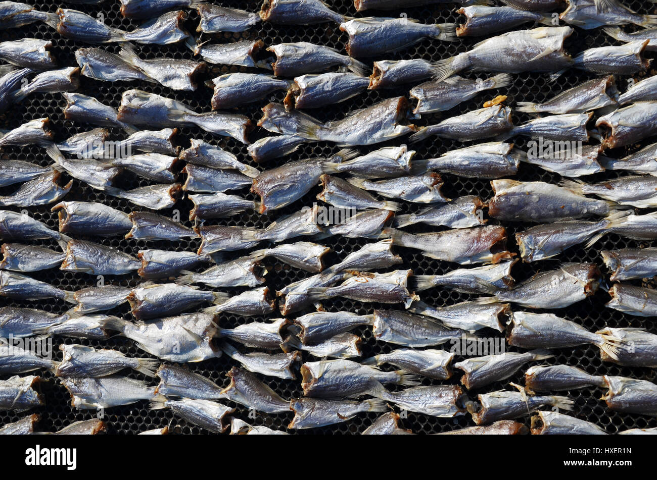 Fish fillets drying in the sun at a fish-processing factory, Pangkor ...