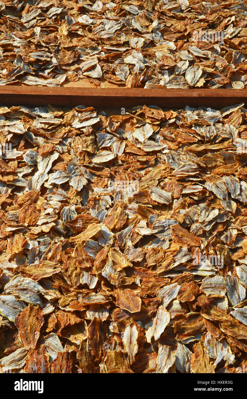 Fish fillets drying in the sun at a fish-processing factory, Pangkor ...