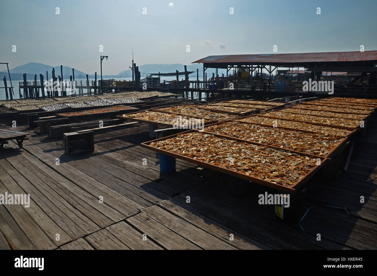 Fish fillets drying in the sun at a fish-processing factory, Pangkor ...