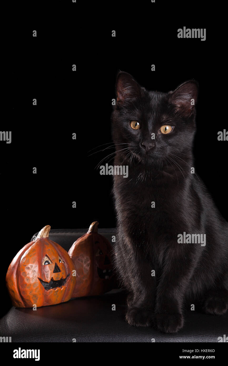 Angry Cats In Halloween Costumes