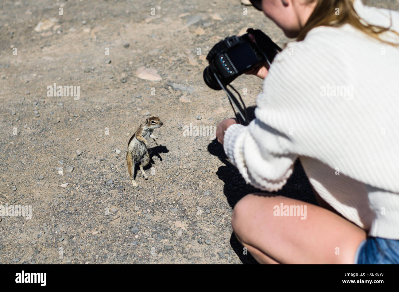 Chipmunk with long tail hi-res stock photography and images - Alamy