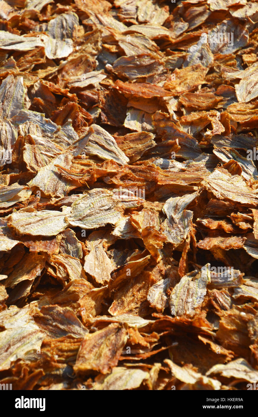 Fish fillets drying in the sun at a fish-processing factory, Pangkor ...