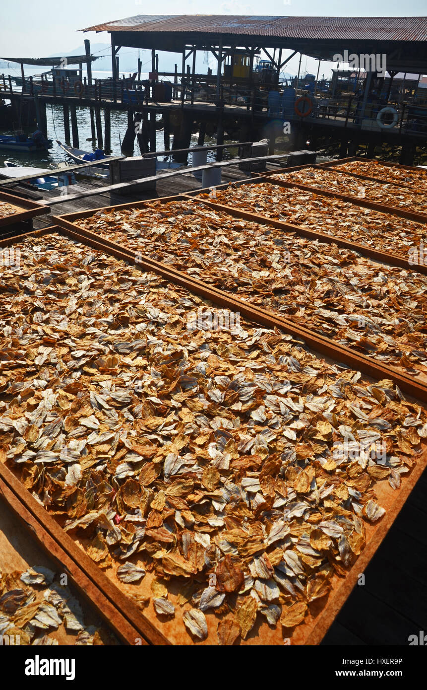 Fish fillets drying in the sun at a fish-processing factory, Pangkor ...
