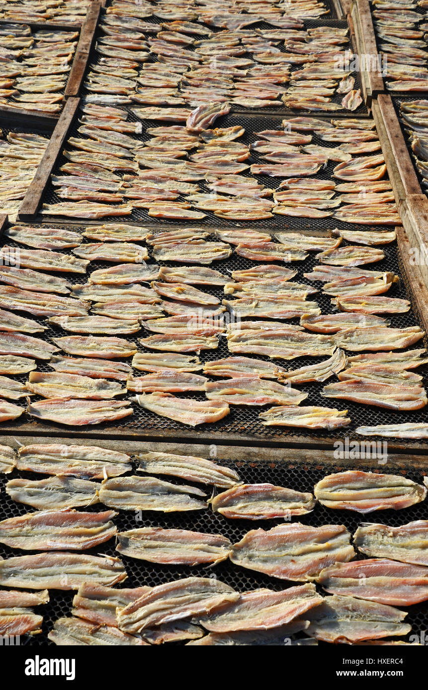 Fish fillets drying in the sun at a fish-processing factory, Pangkor ...