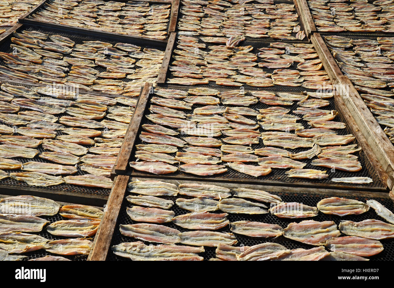 Fish fillets drying in the sun at a fish-processing factory, Pangkor ...